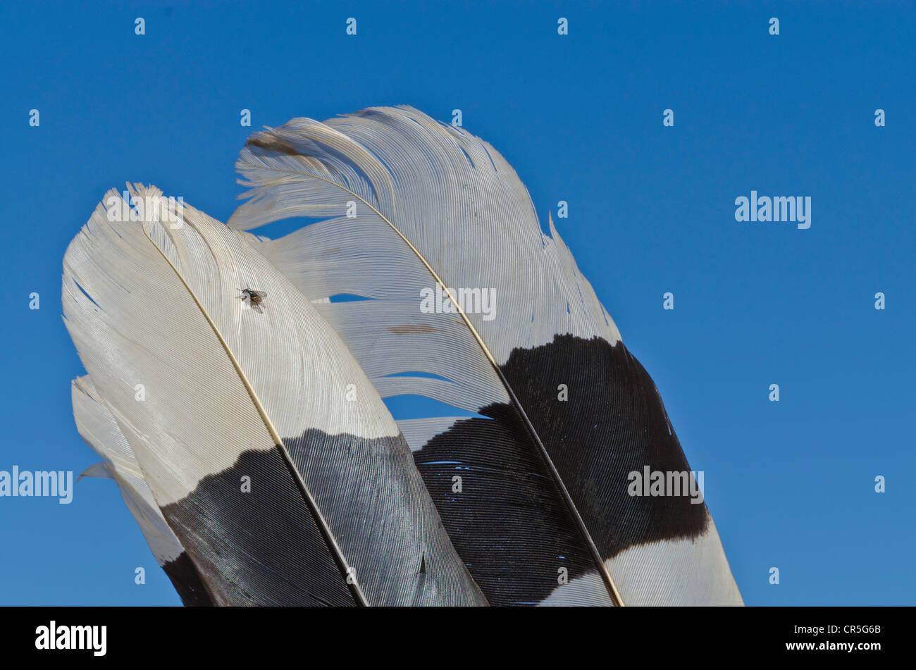 Hornbill feathers hi-res stock photography and images - Alamy