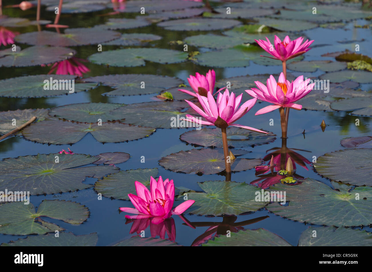 Flora of assam hi-res stock photography and images - Alamy