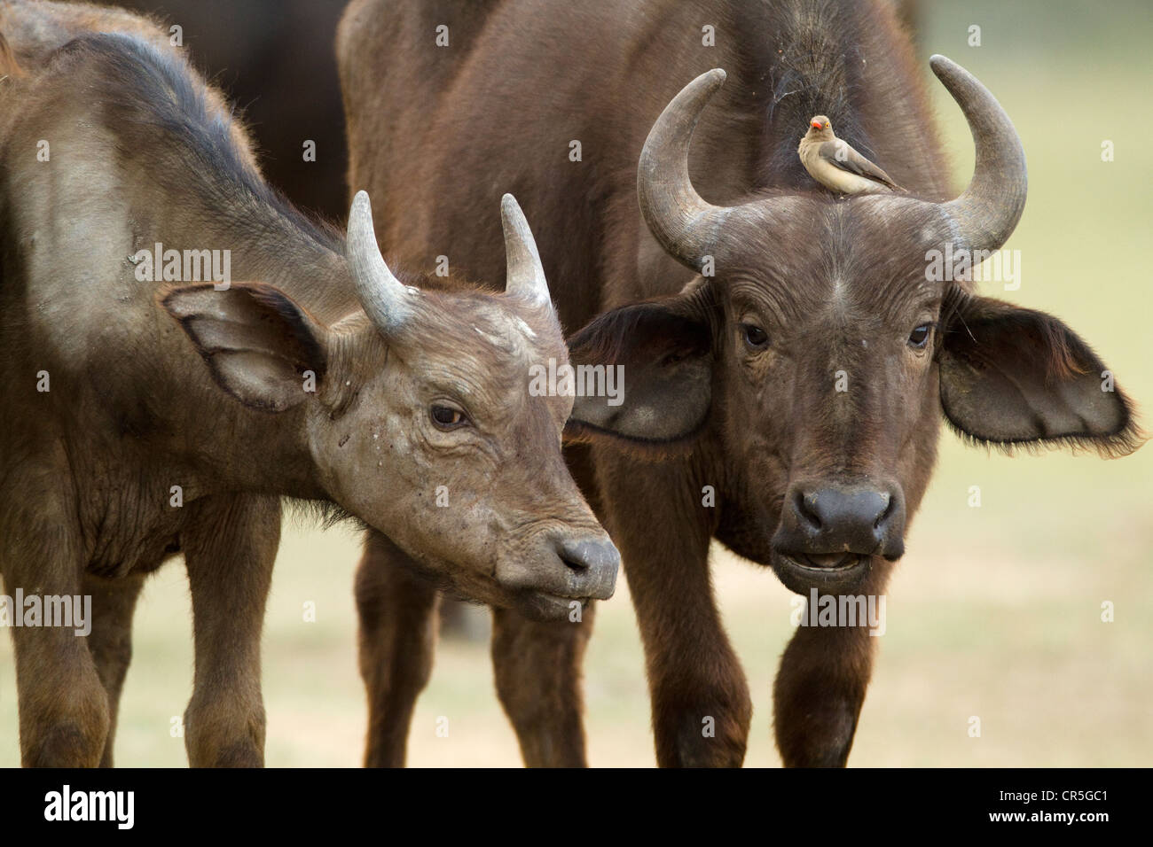 African buffalo baby hi-res stock photography and images - Alamy