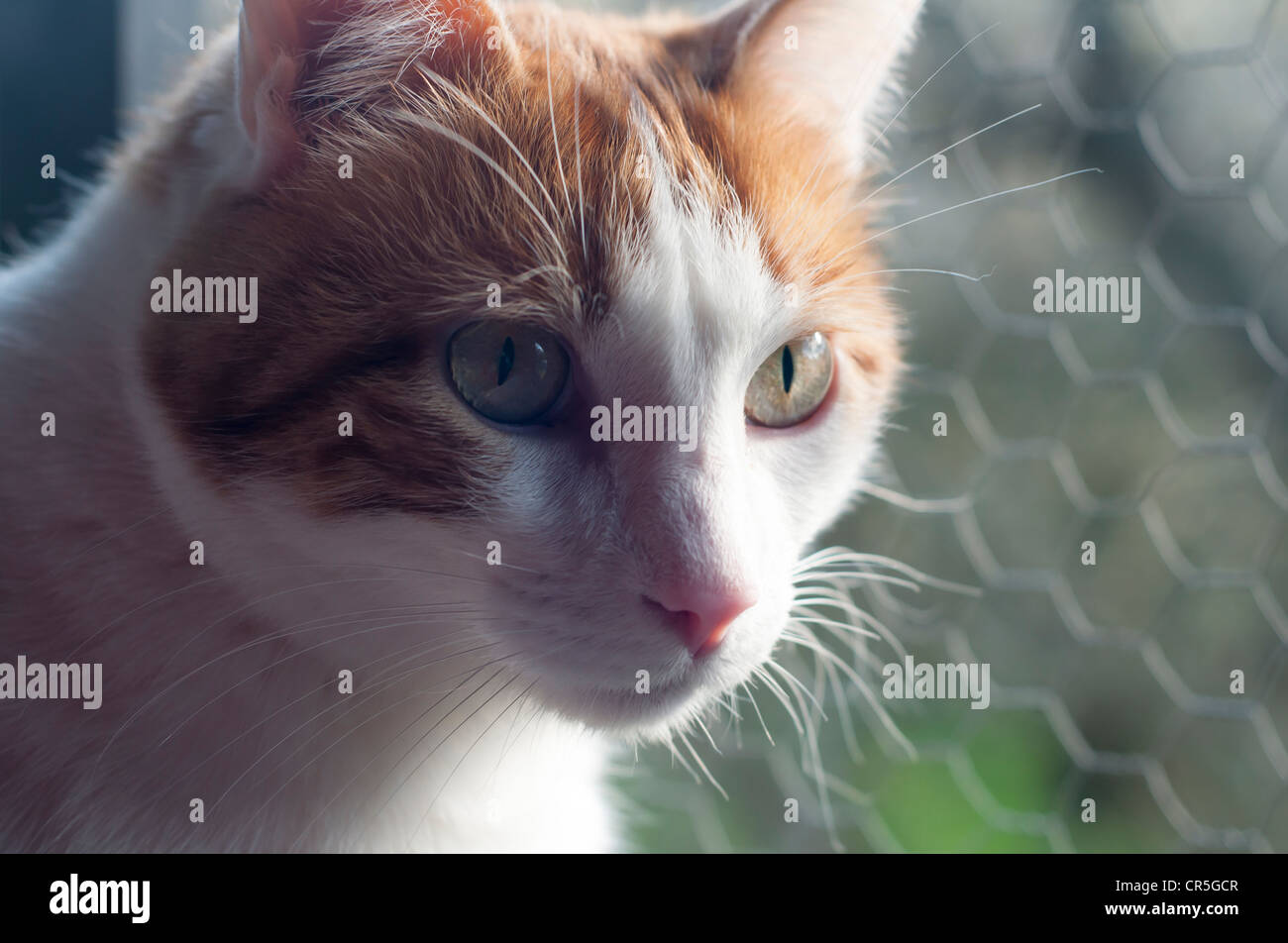 male cat with watchful eye Stock Photo - Alamy