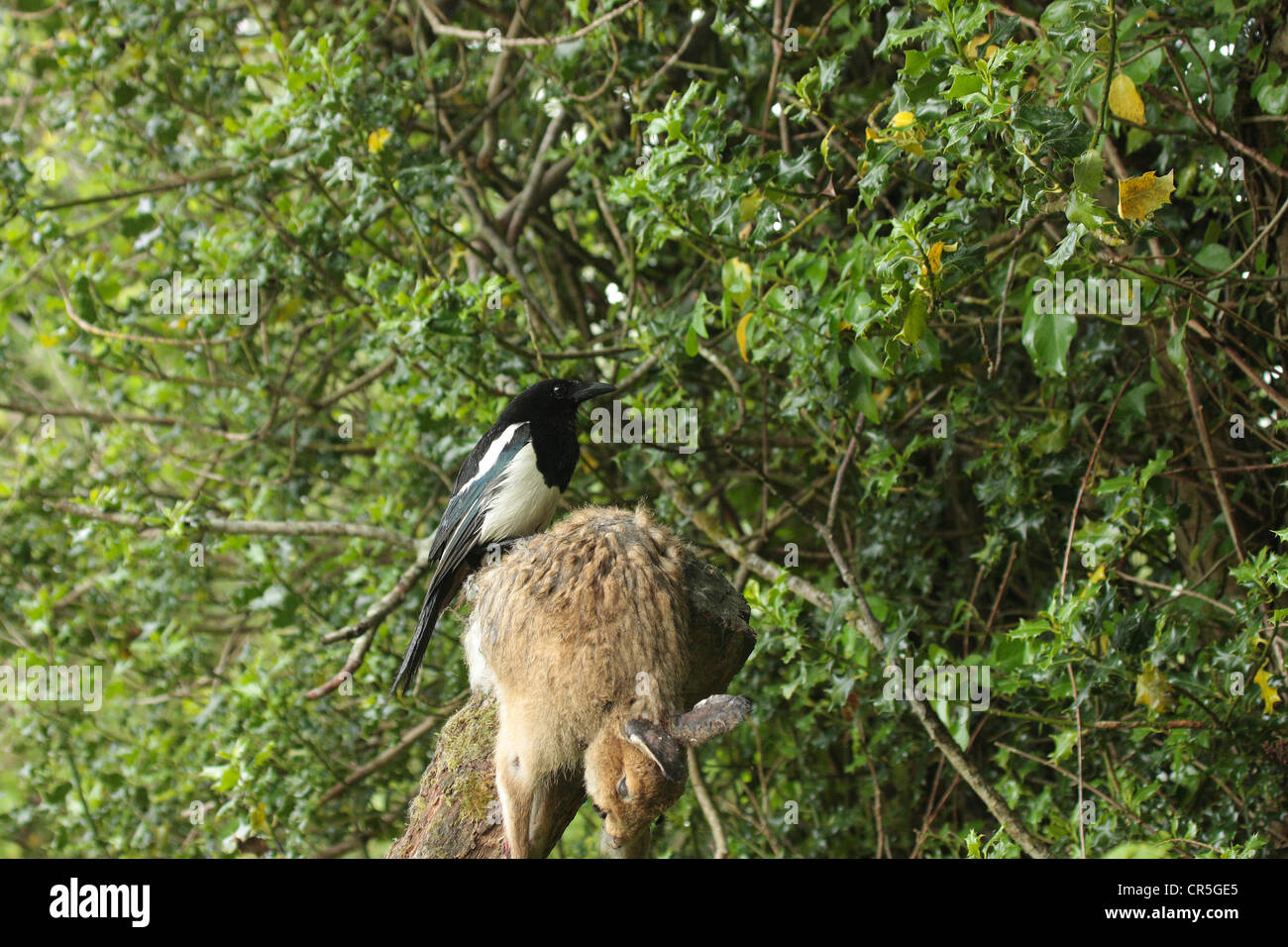 Magpie scavenging on a Buzzards kill Stock Photo - Alamy