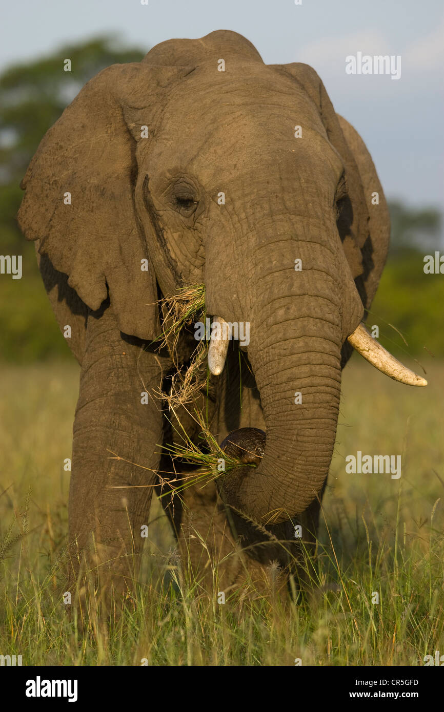 Elephant eating plant hi-res stock photography and images - Alamy