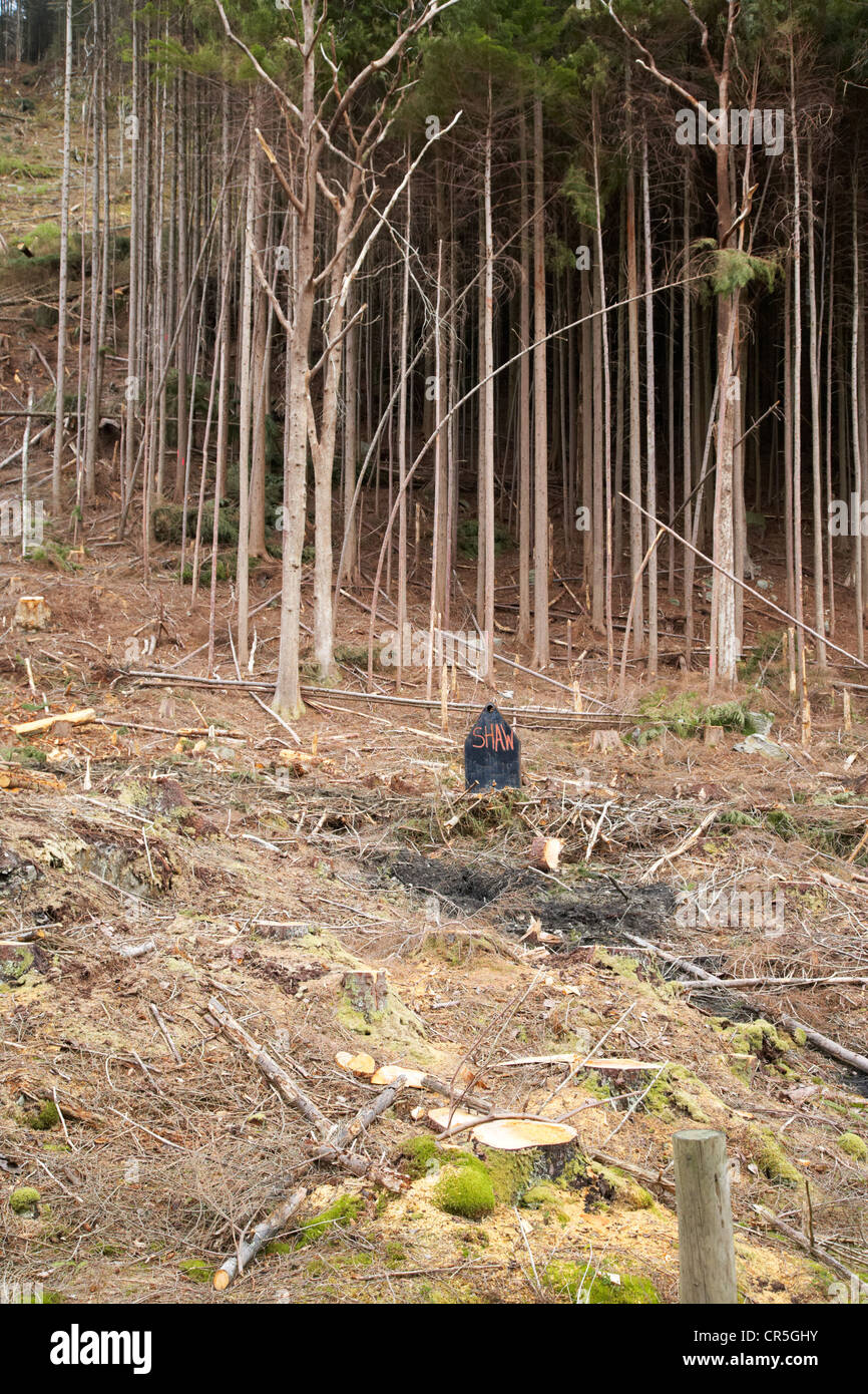 cleared area of a forest in the highlands of scotland uk Stock Photo ...