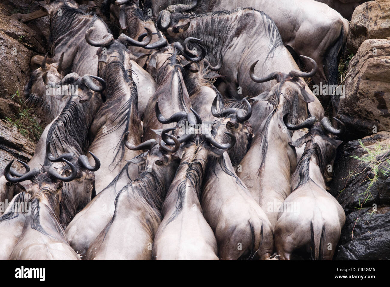 Western white bearded wildebeest hi-res stock photography and images ...