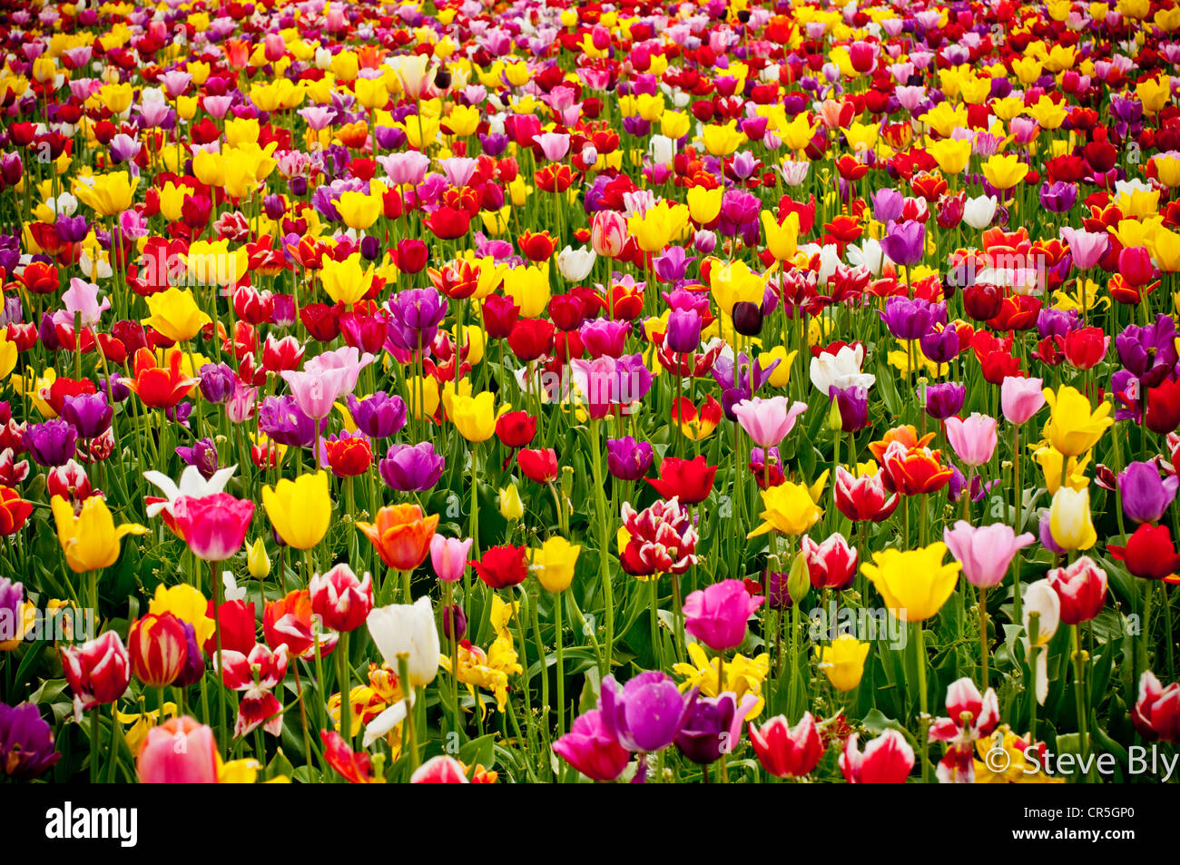 Spring tulip flowers in bloom at the Wooden Shoe Tulip Farm in Woodburn ...