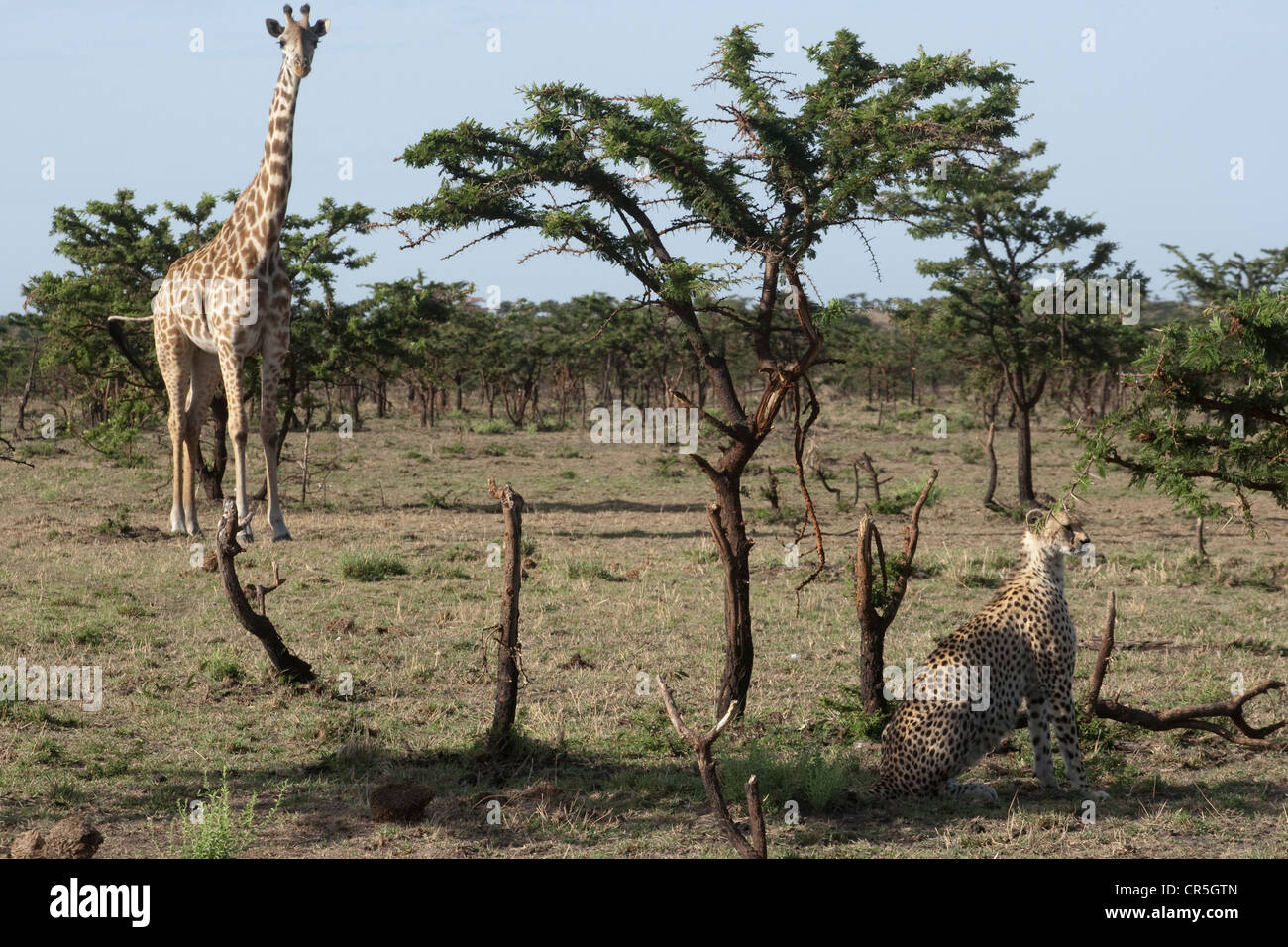 Cheetah and giraffe hi-res stock photography and images - Alamy