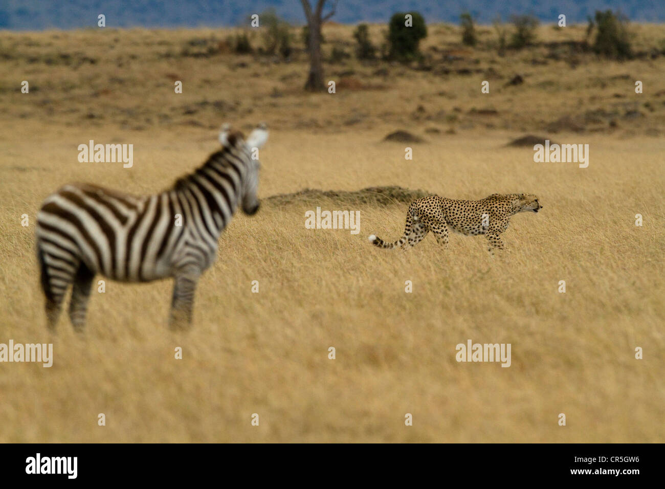 Kenya, Masai Mara National Reserve, guepard (Acinonyx Jubatus), male ...
