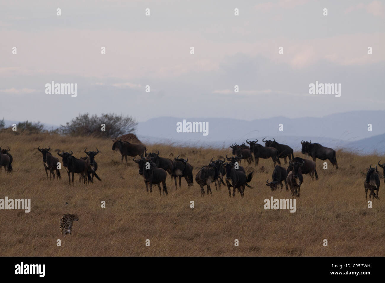Guepard, acinonyx jubatus hi-res stock photography and images - Alamy