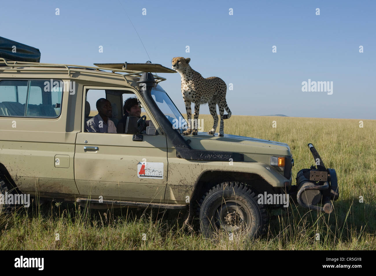 Guepard hi-res stock photography and images - Alamy