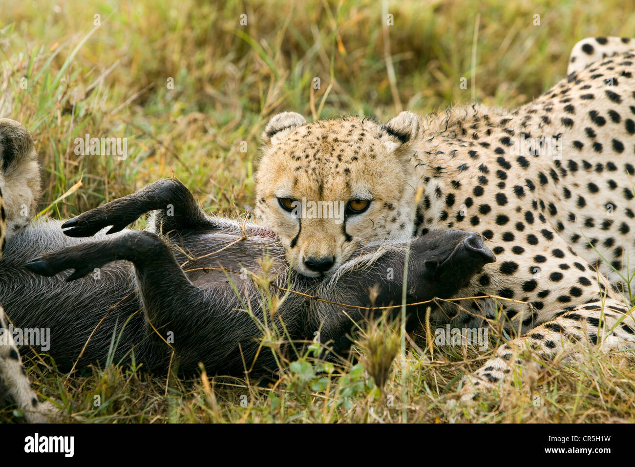 Kenya, Masai Mara National Reserve, guepard (Acinonyx Jubatus), male ...