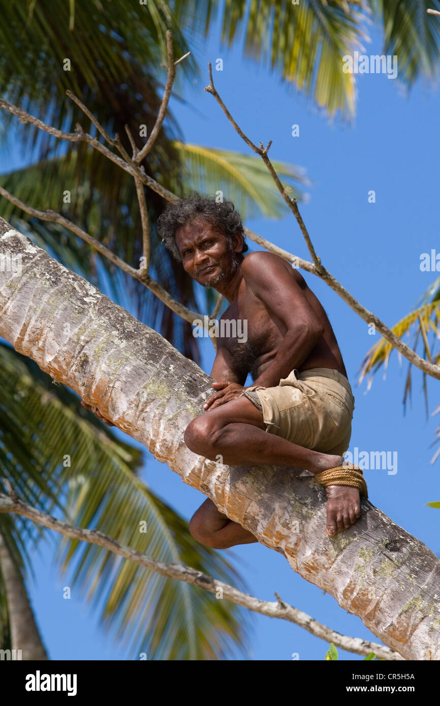 Coconut picker hi-res stock photography and images - Alamy