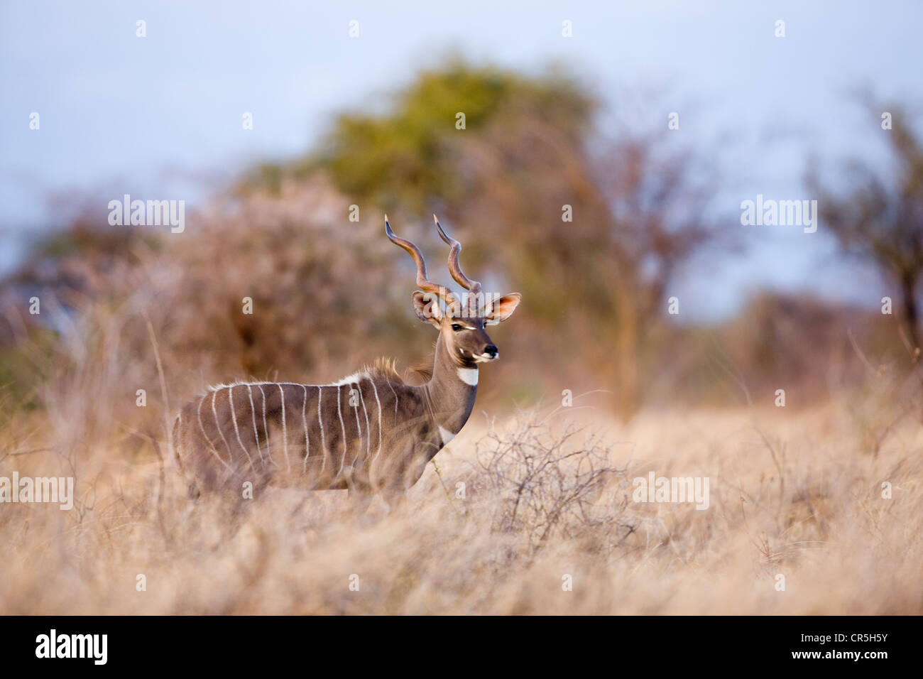Lesser kudu hi-res stock photography and images - Alamy
