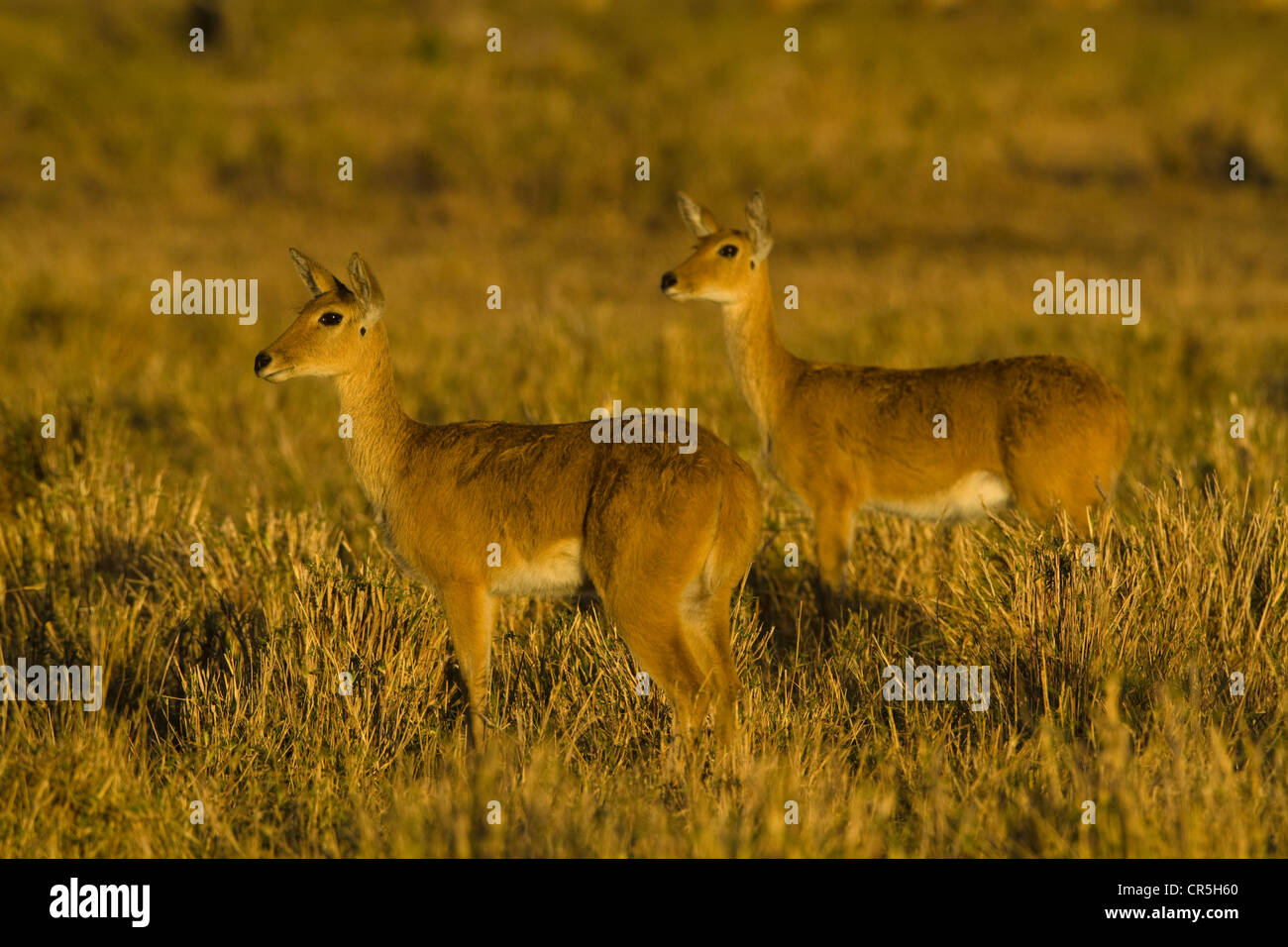 Western kob hi-res stock photography and images - Alamy