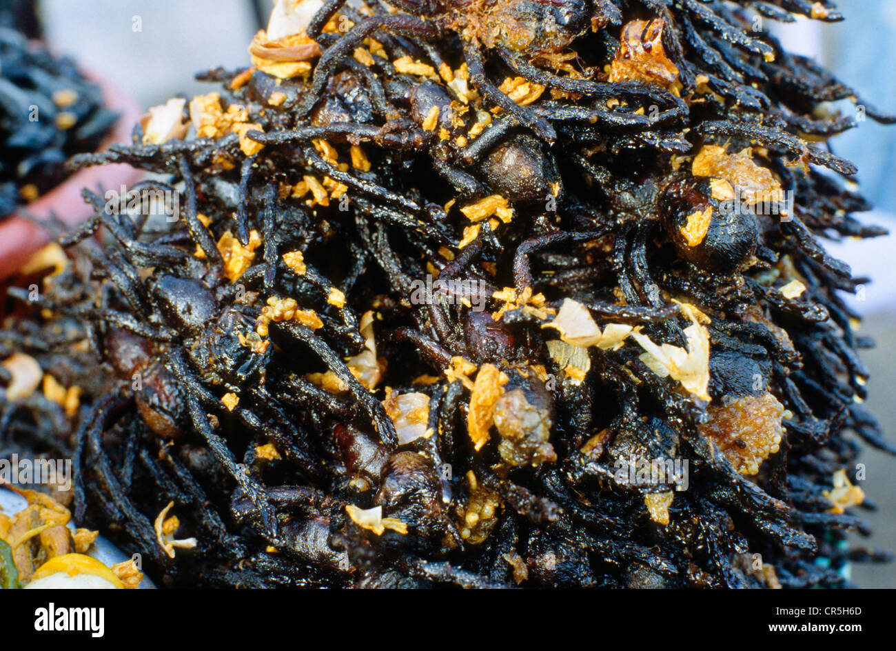 Spiders of southeast asia hi-res stock photography and images - Alamy