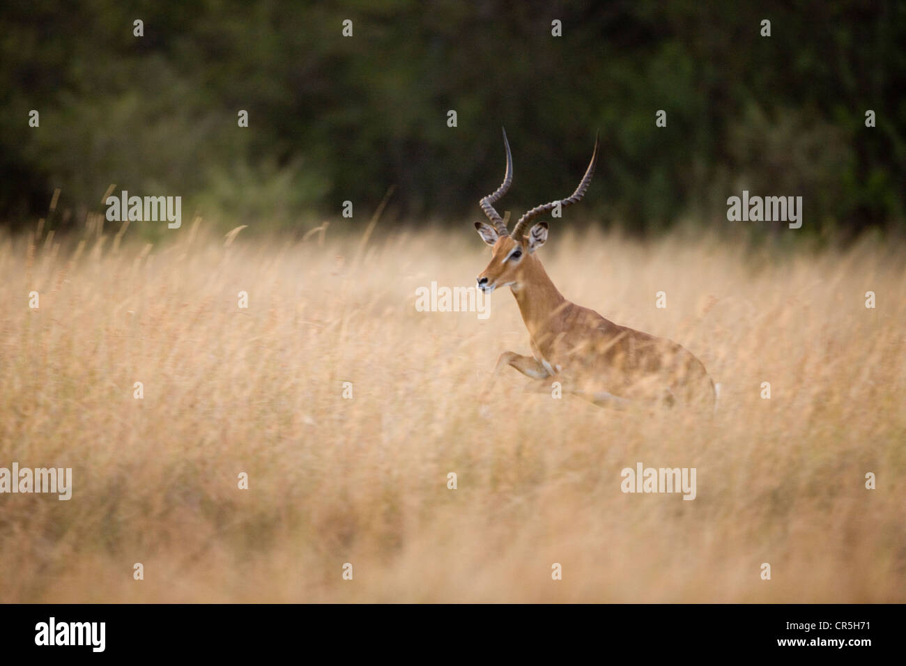 Leaping impala hi-res stock photography and images - Alamy