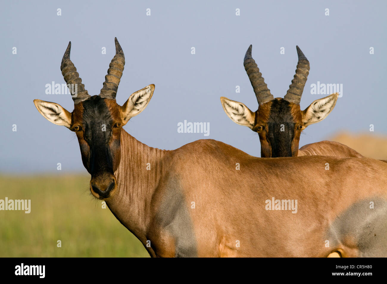 Topi males hi-res stock photography and images - Alamy