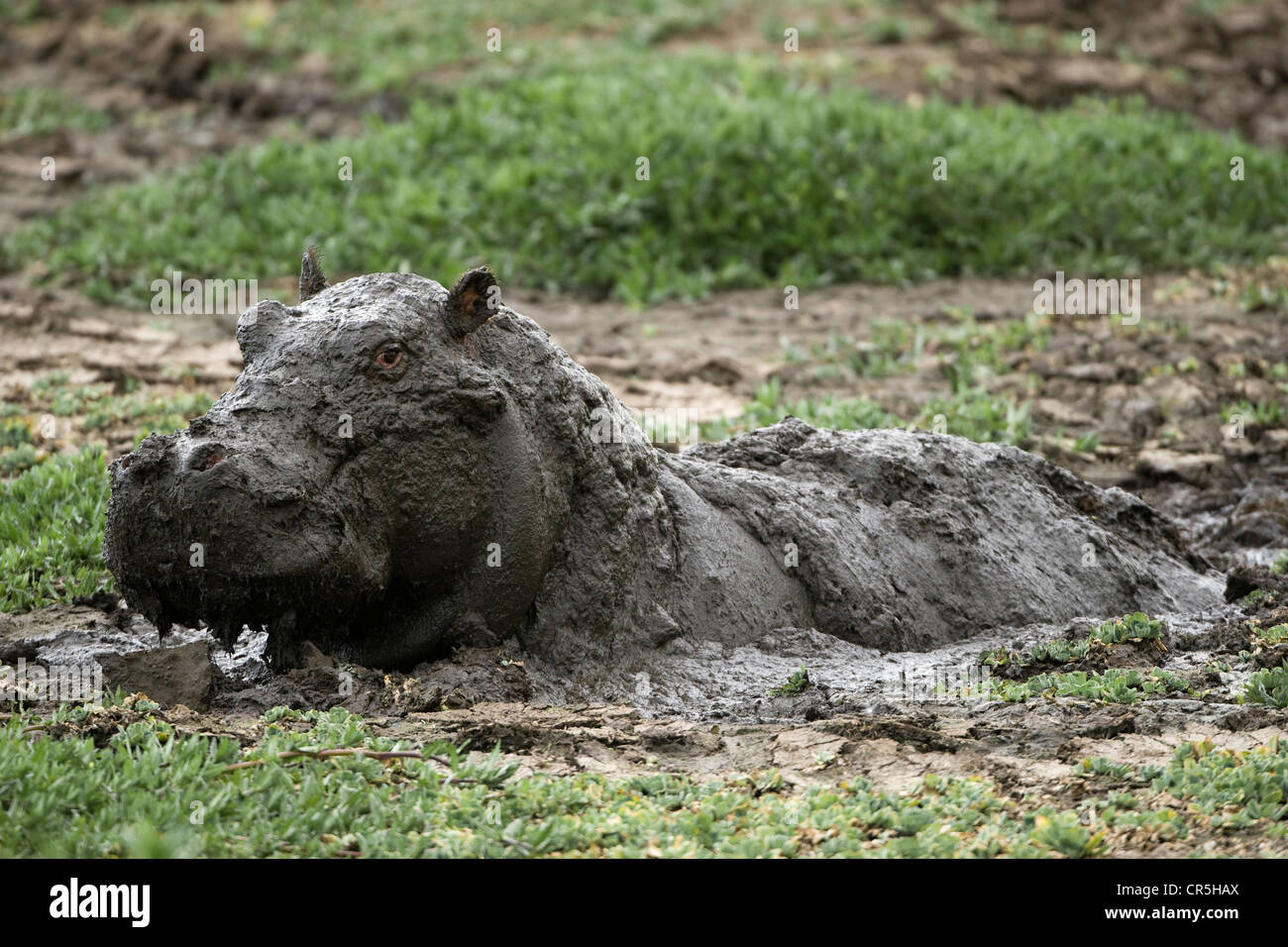 Kenya, Masai Mara National Reserve, hippopotamus (Hippopotamus ...