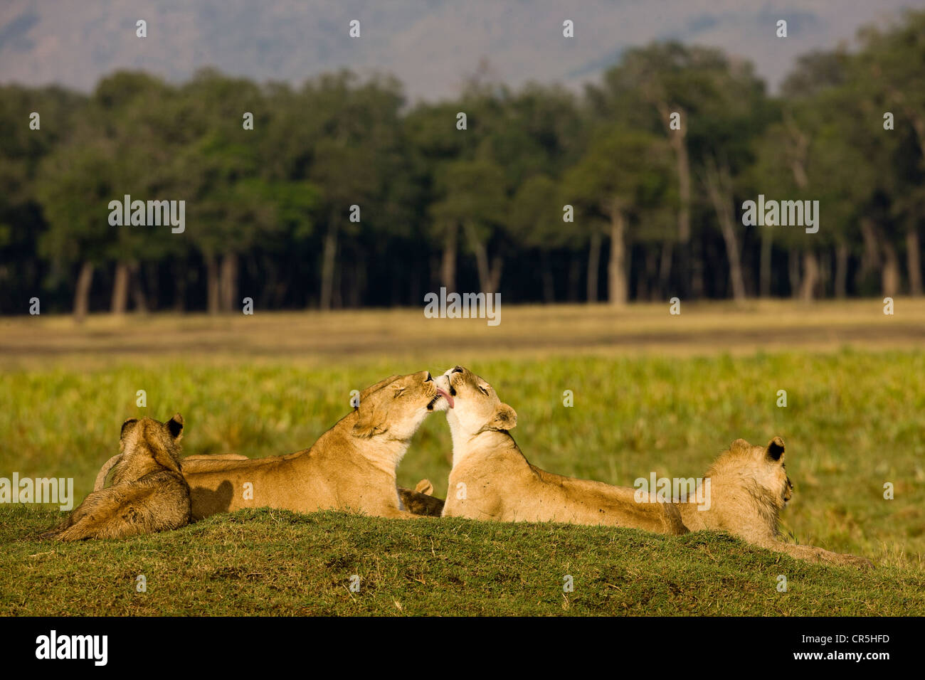 Lion washing hi-res stock photography and images - Alamy
