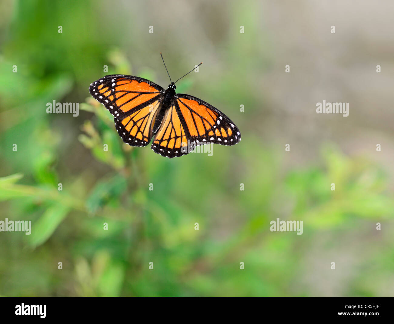 Butterfly in flight hi-res stock photography and images - Alamy
