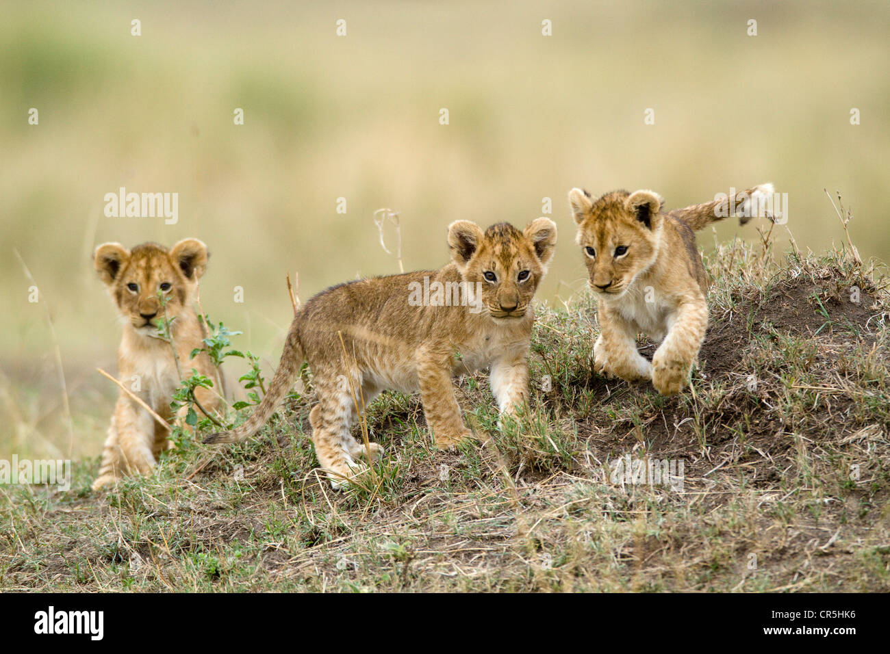 Kenya, Masai Mara National Reserve, lion cubs (Panthera leo) of 2 or 3 months old playing Stock ...
