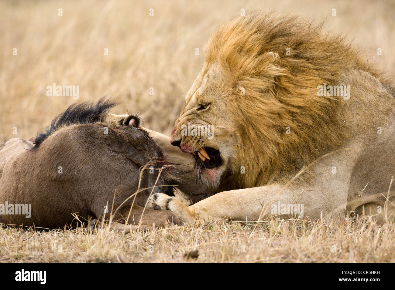 Kenya, Masai Mara National Reserve, lion (Panthera leo), male eating a ...