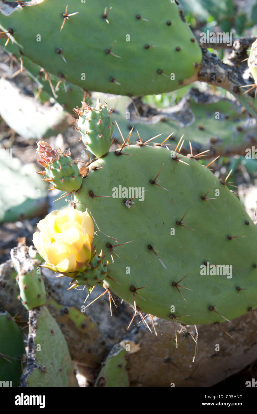 Prickly Pear Cactus Flower California, USA Stock Photo - Alamy
