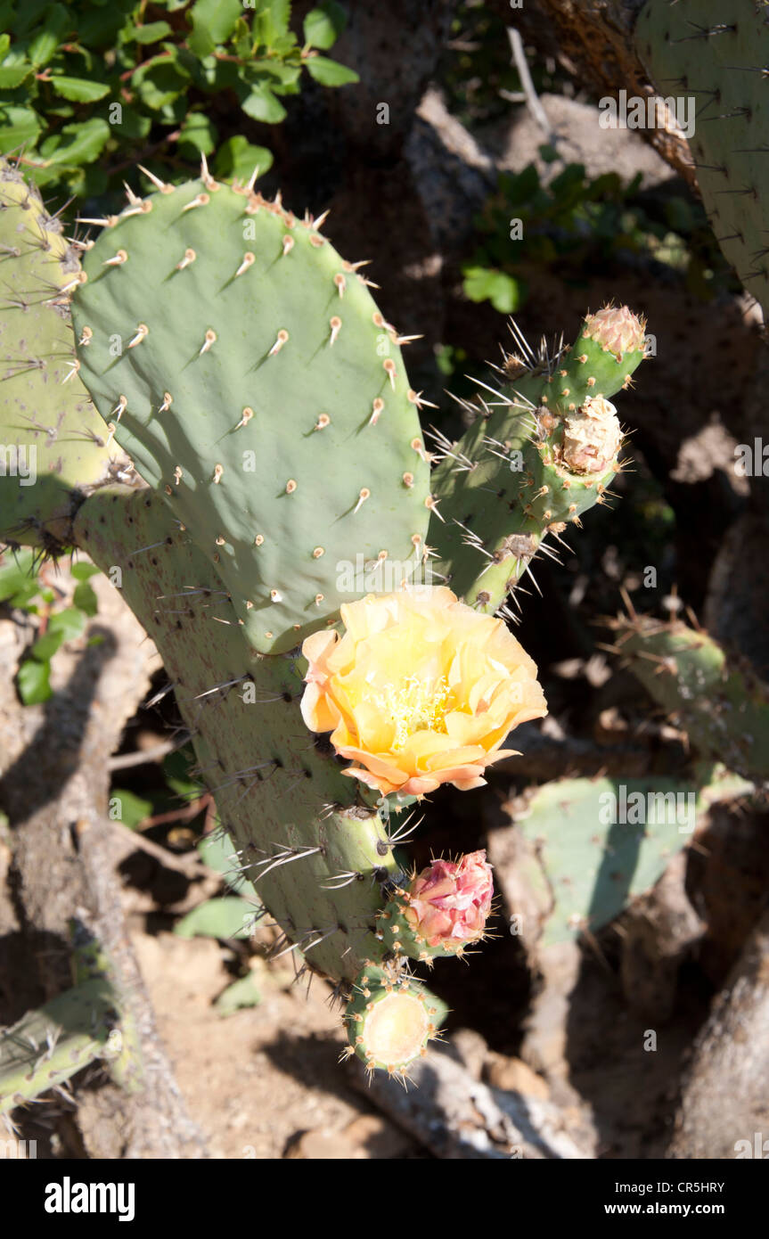 Prickly Pear Cactus Flower California, USA Stock Photo - Alamy