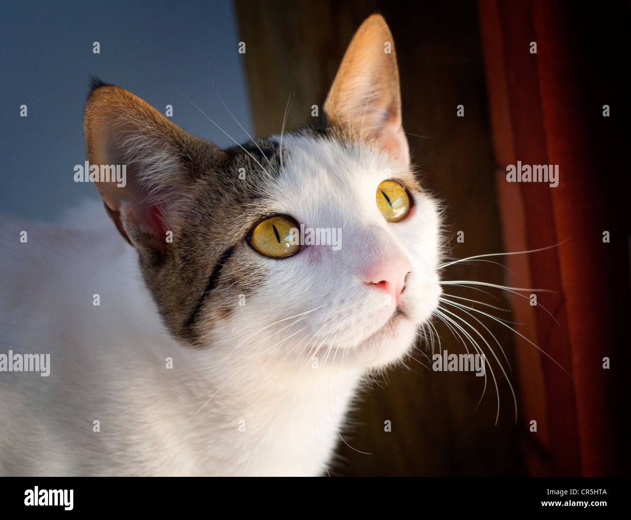 Beautiful three colors furry cat Stock Photo - Alamy