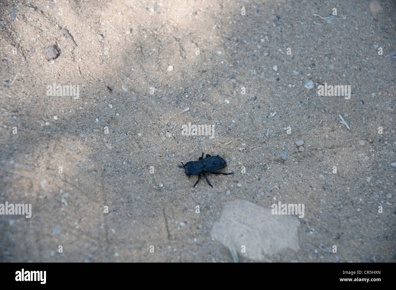 Black bug in sand Stock Photo - Alamy