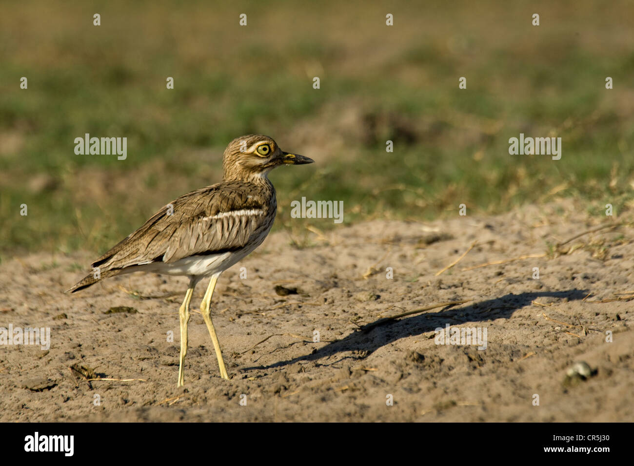 Bostwana, Chobe National Park, Spotted Thick knee (Burhinus capensis ...