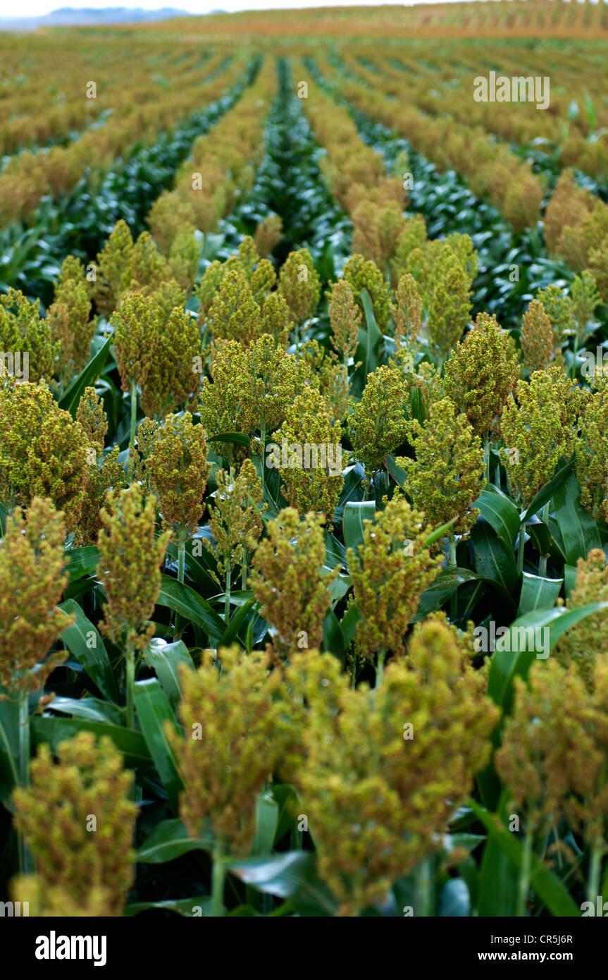 Sorghum crop hi-res stock photography and images - Alamy