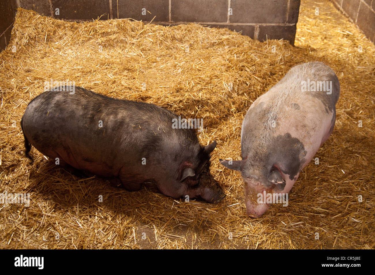 Pigs at the Woodlands Family Theme Park, Totnes, Devon , England ...