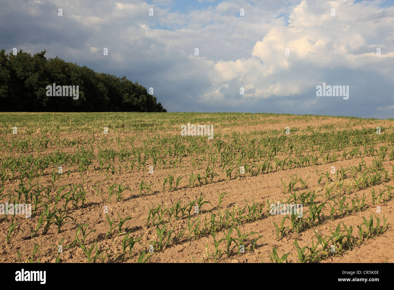 landscape with rows of young corn field. Photo by Willy Matheisl Stock ...