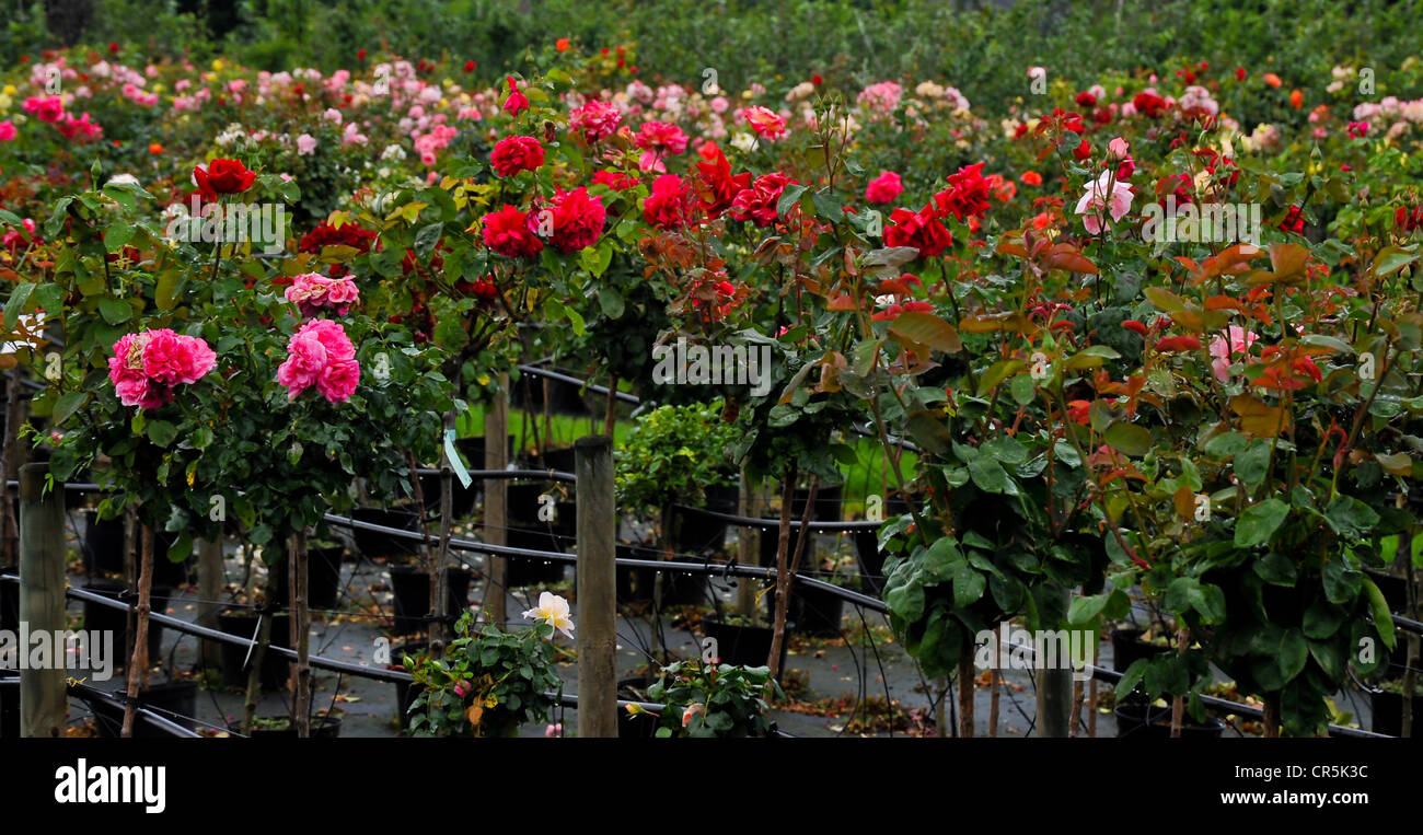 Rose gar hi-res stock photography and images - Alamy