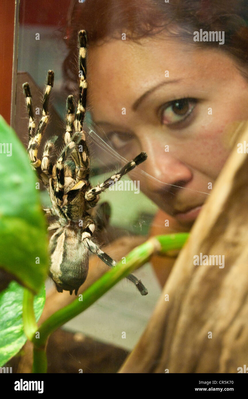 Canada, Quebec Province, Montreal, Insectary, woman looking at a mygale ...