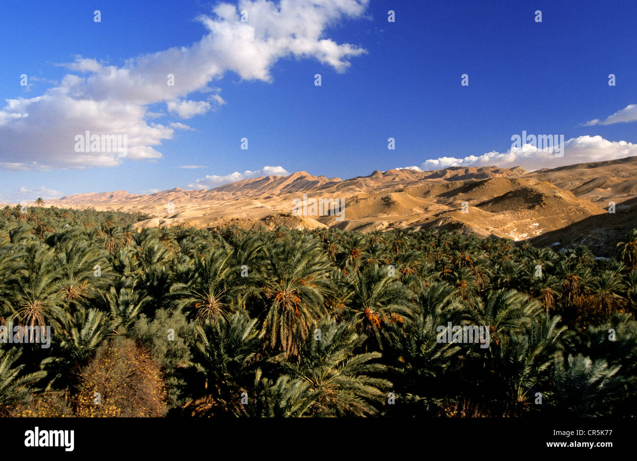 Tunisia, Southern region, Tamerza, mountain oasis at the bottom of ...