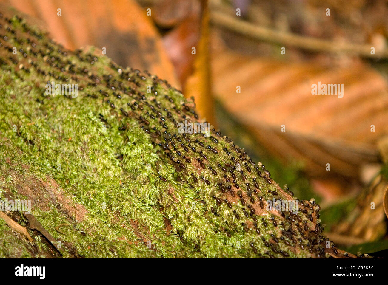 Army ant hi-res stock photography and images - Alamy