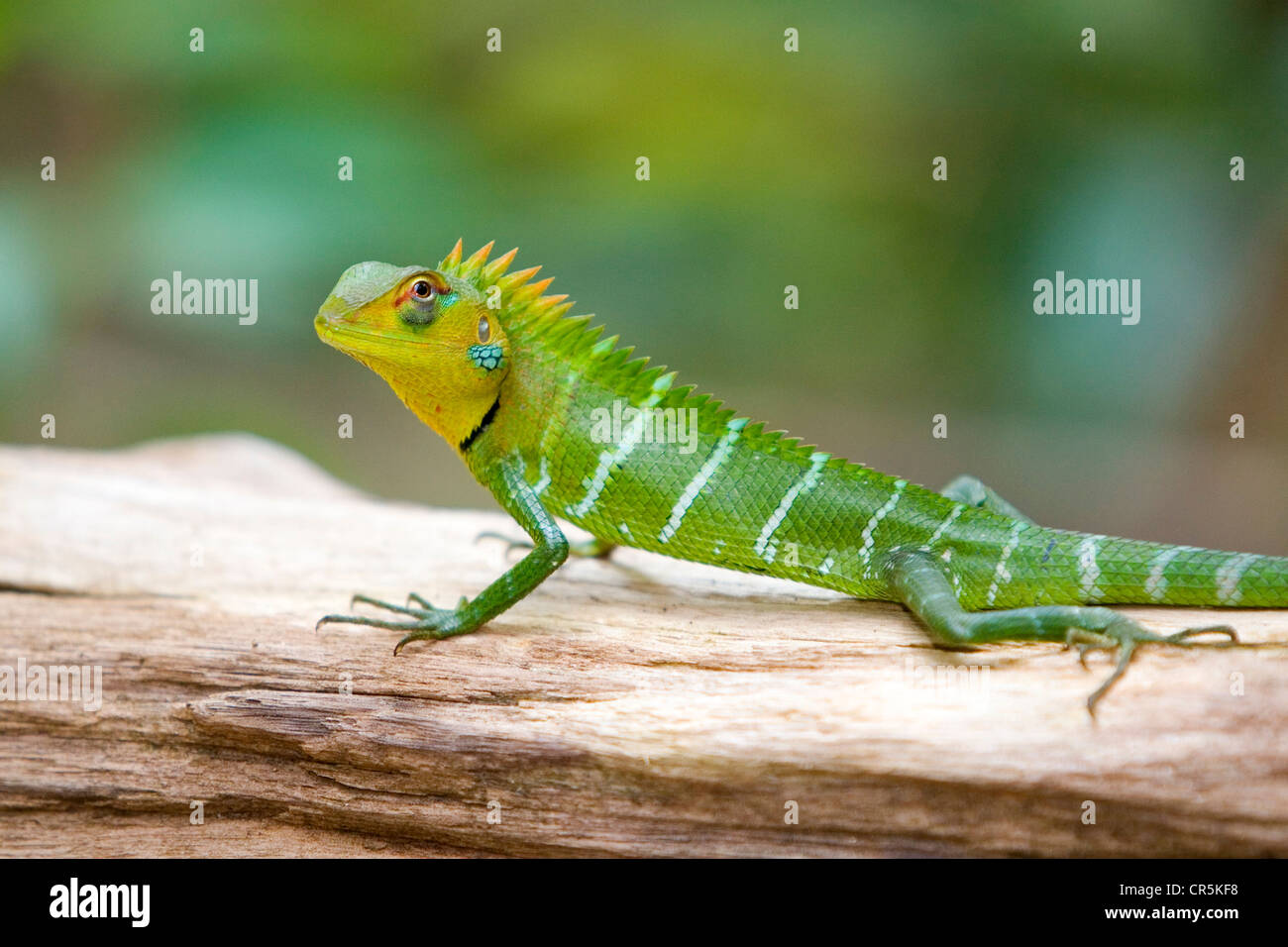Green garden lizard (calotes calotes), Sinharaja Forest Reserve ...