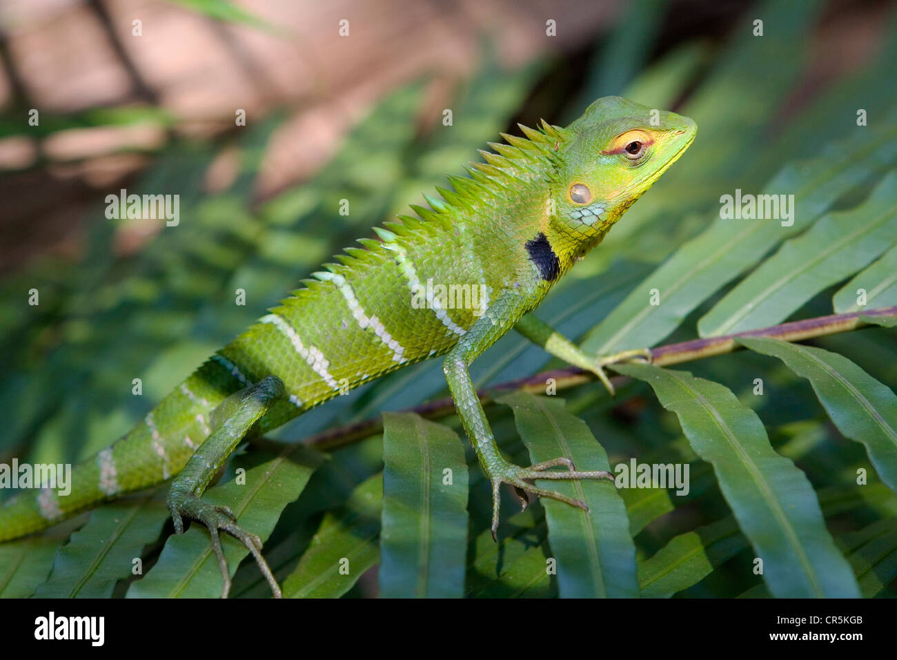 Green garden lizard (calotes calotes), Sinharaja Forest Reserve ...