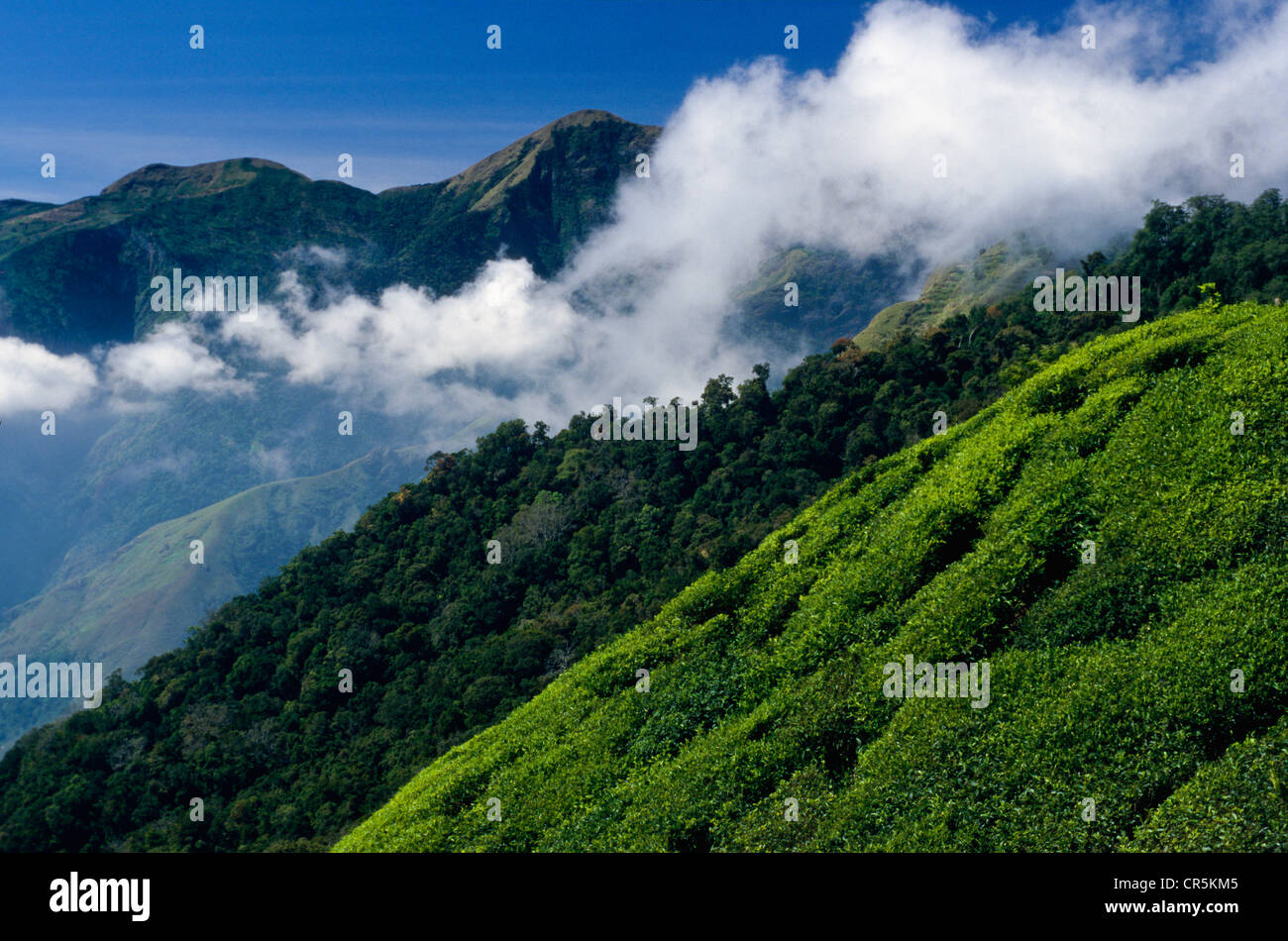 Tea plantations, Nilgiri Hills, Ooty, Tamil Nadu, India, Asia Stock ... Tea plantations, Nilgiri Hills, Ooty, Tamil Nadu, India, Asia Stock ...