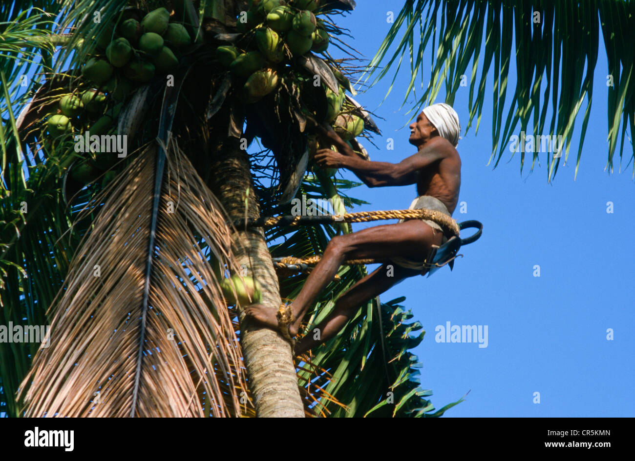Man picking coconut hi-res stock photography and images - Alamy