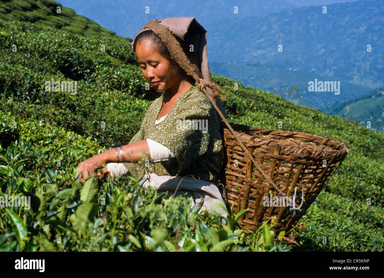 Woman working in tea plantation, the main source of income for the ...