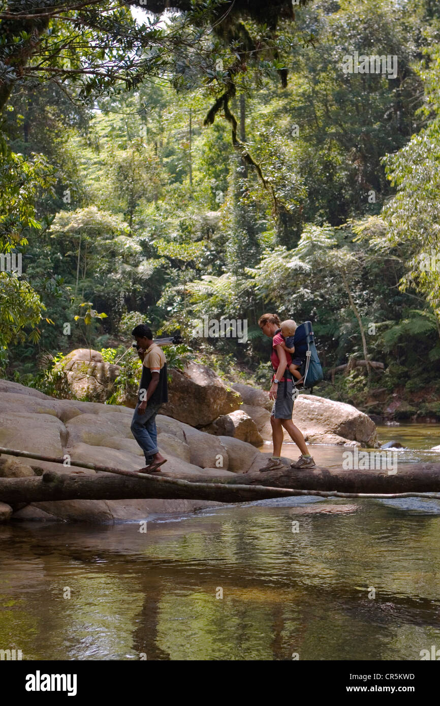 Hikers on a tree bridge across the Gin River, Sinharaja Forest Reserve ...