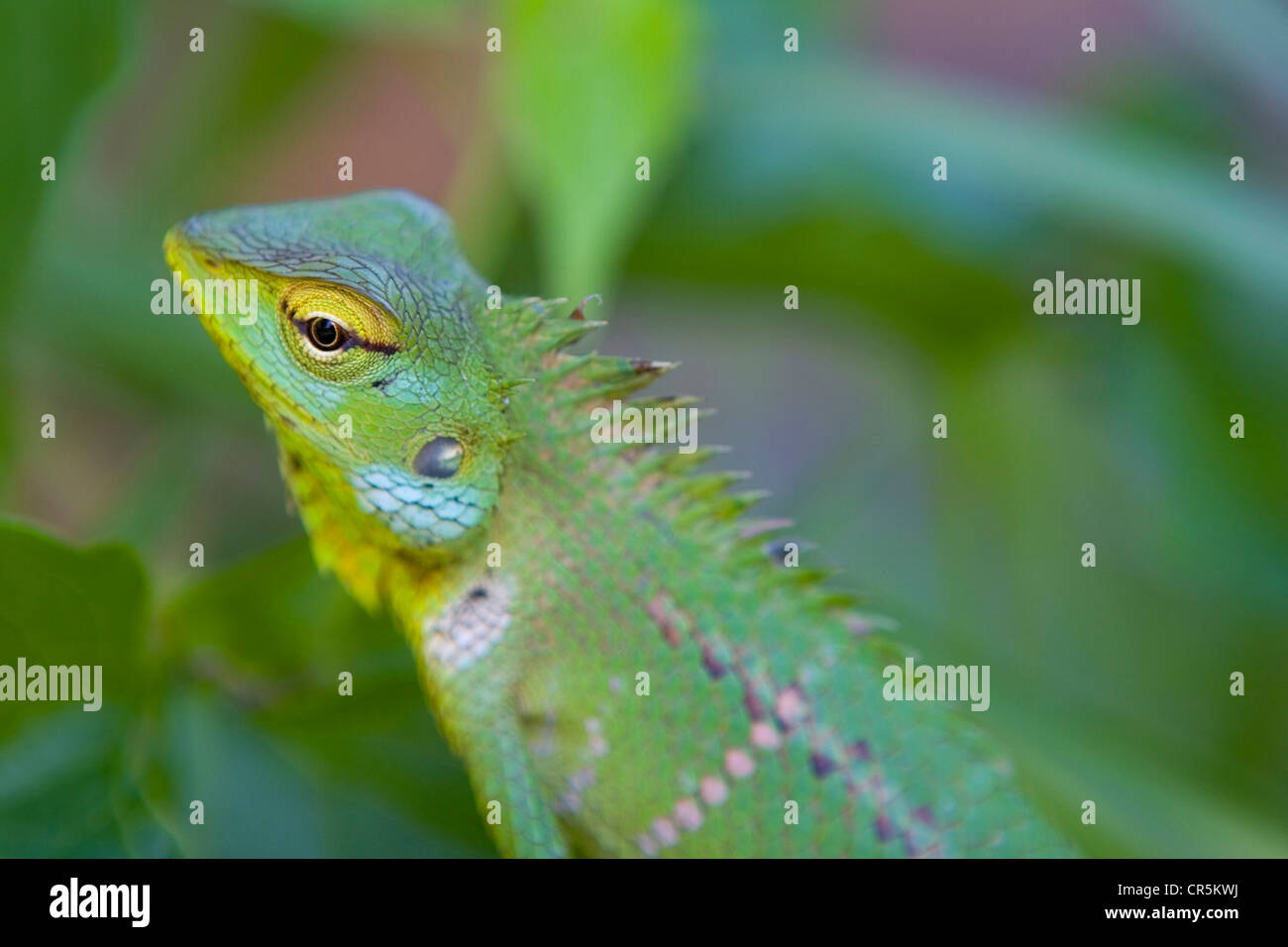 Green garden lizard (calotes calotes), Sinharaja Forest Reserve ...