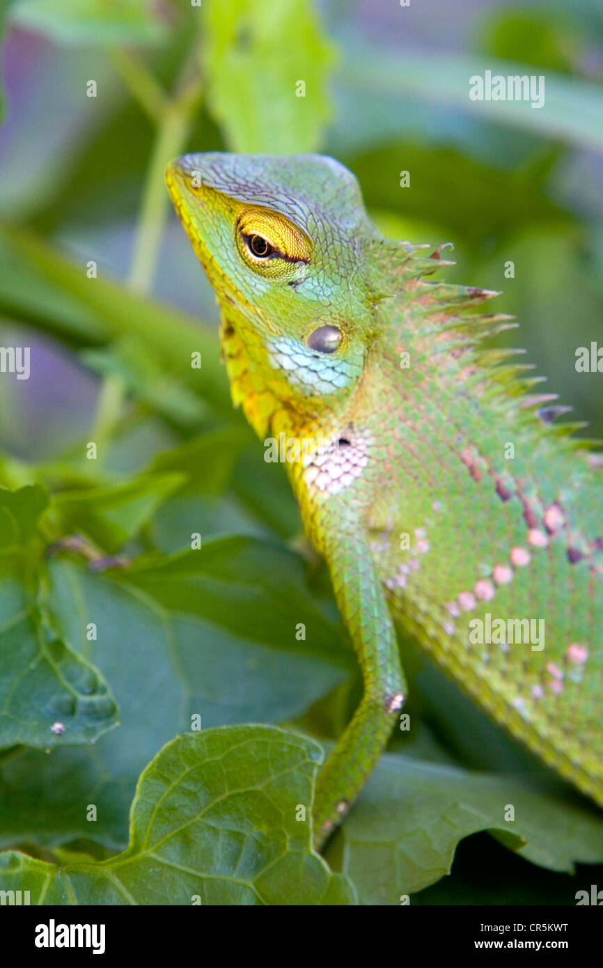 Green garden lizard (calotes calotes), Sinharaja Forest Reserve ...