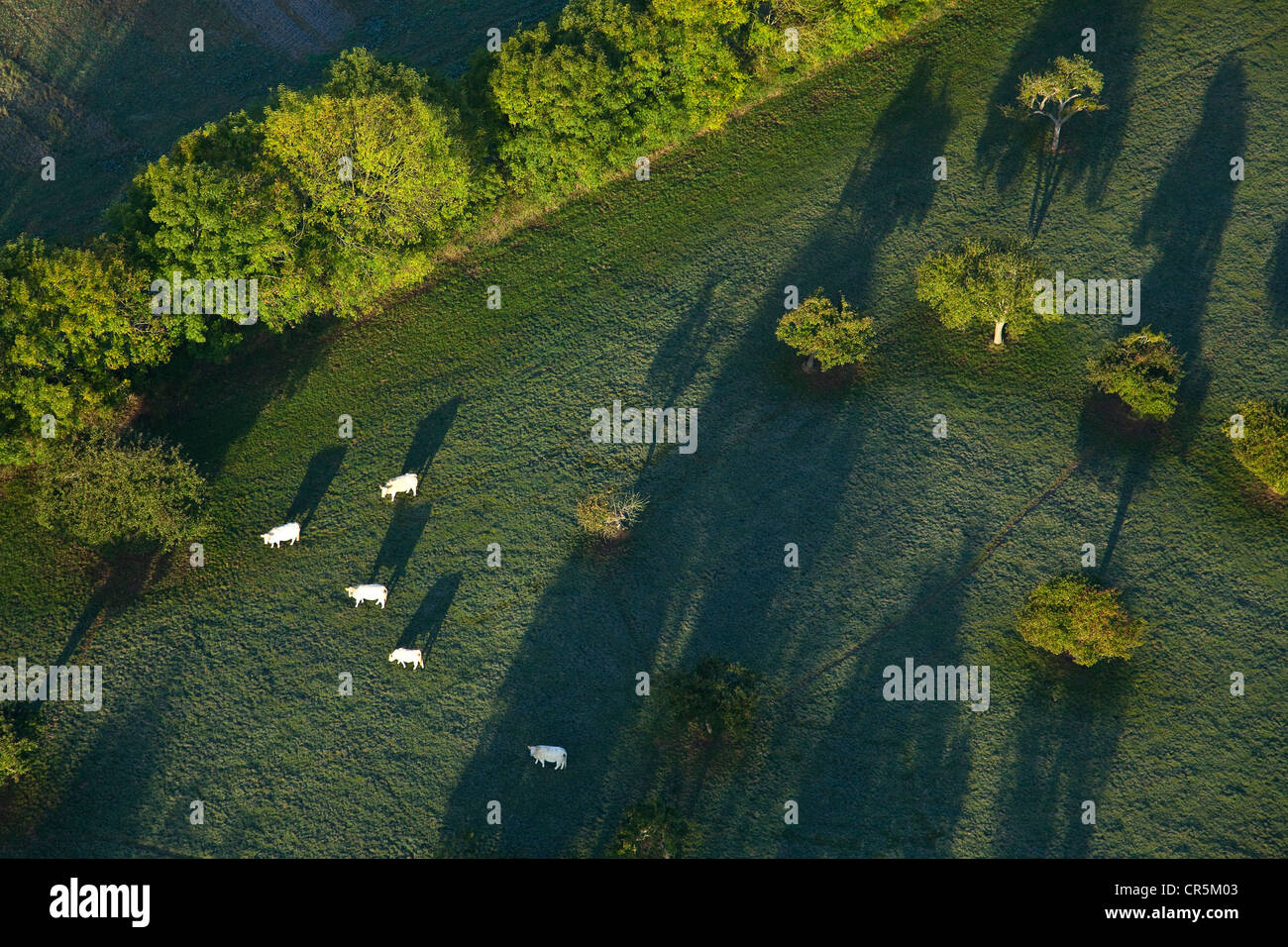 France, Orne, Alençon, cow in meadow (aerial view Stock Photo - Alamy