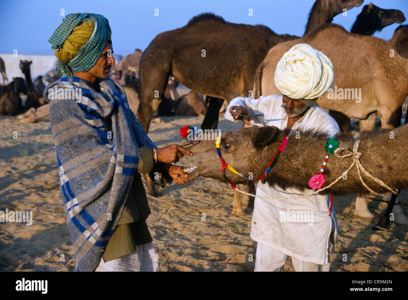 Pushkar Camel Fair, one of the largest camel markets in Asia, Rajasthan ...