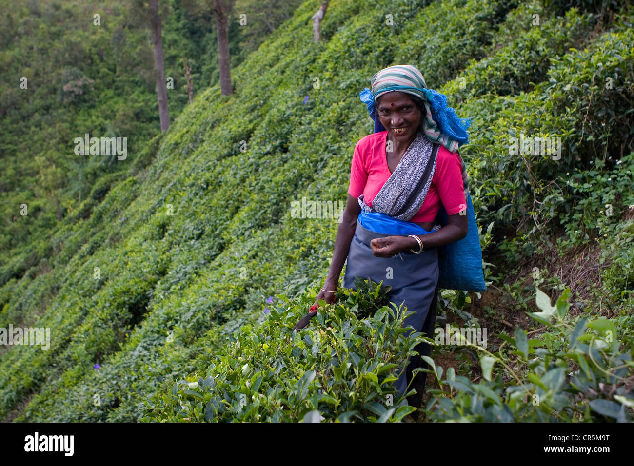 Tamil tea picker, Haputale, Uva, Sri Lanka Stock Photo - Alamy