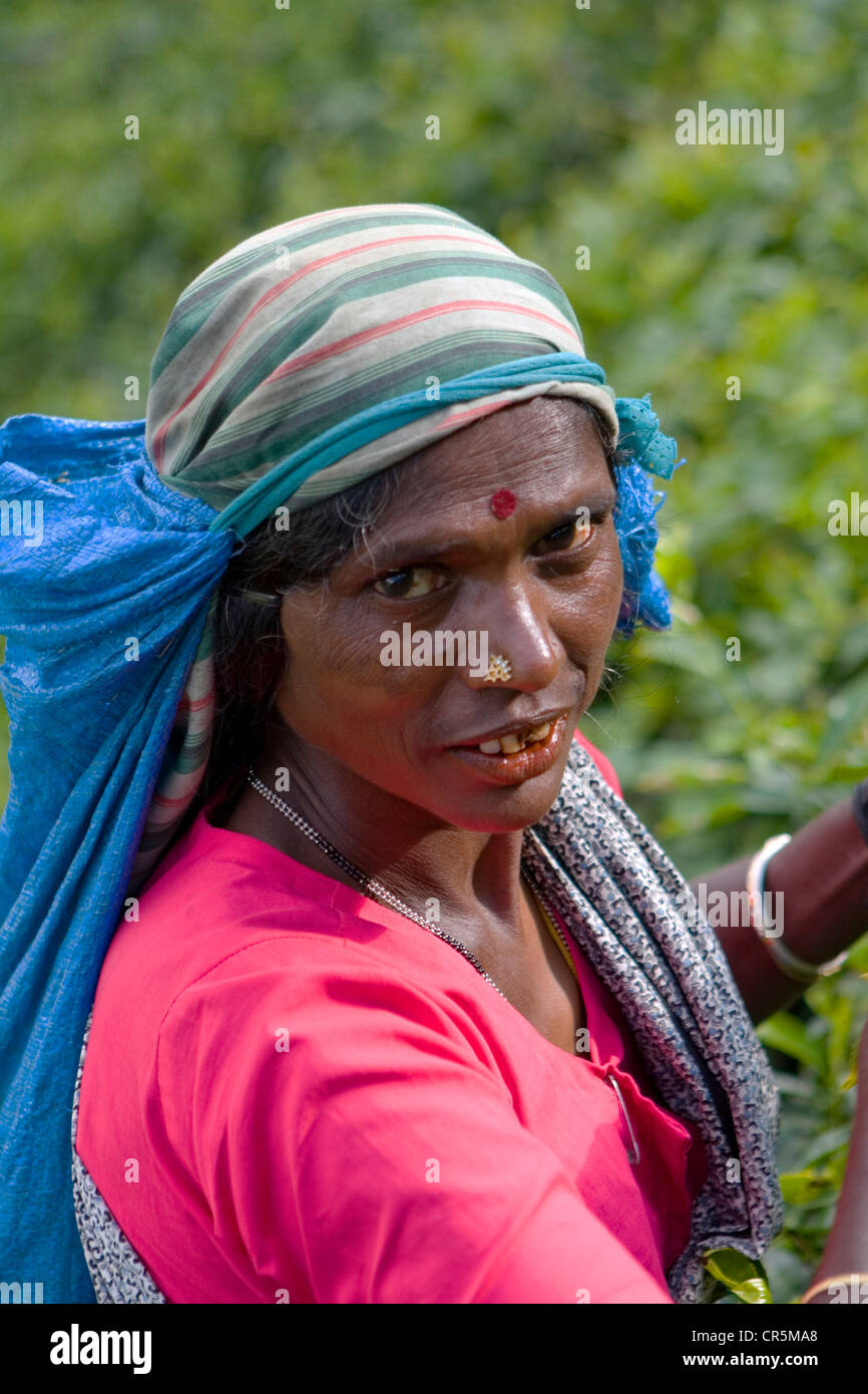 Tamil tea picker, Haputale, Uva, Sri Lanka Stock Photo - Alamy
