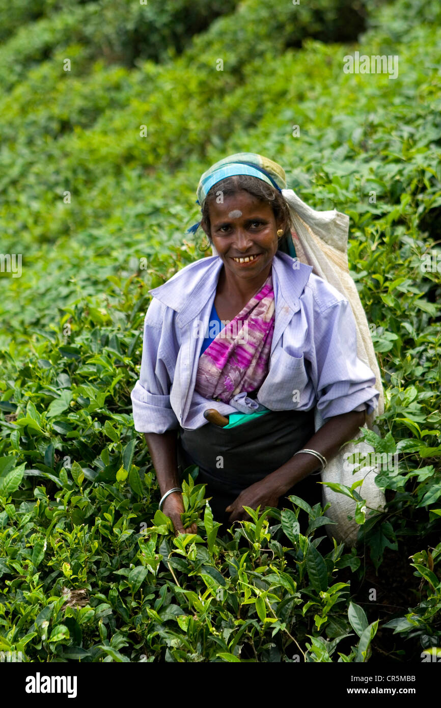 Tamil tea picker, Haputale, Uva, Sri Lanka Stock Photo - Alamy